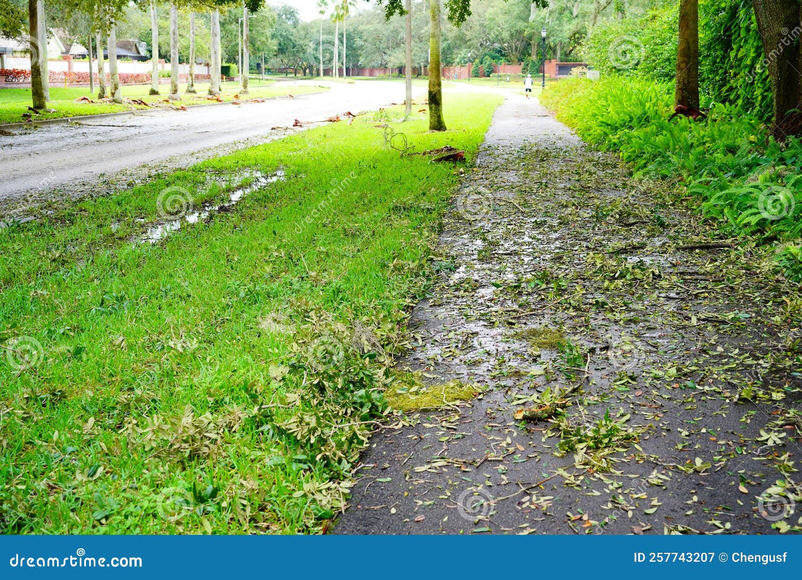 Fallen Tree Branch and Leaf on Road after Hurricane. Stock Image ...