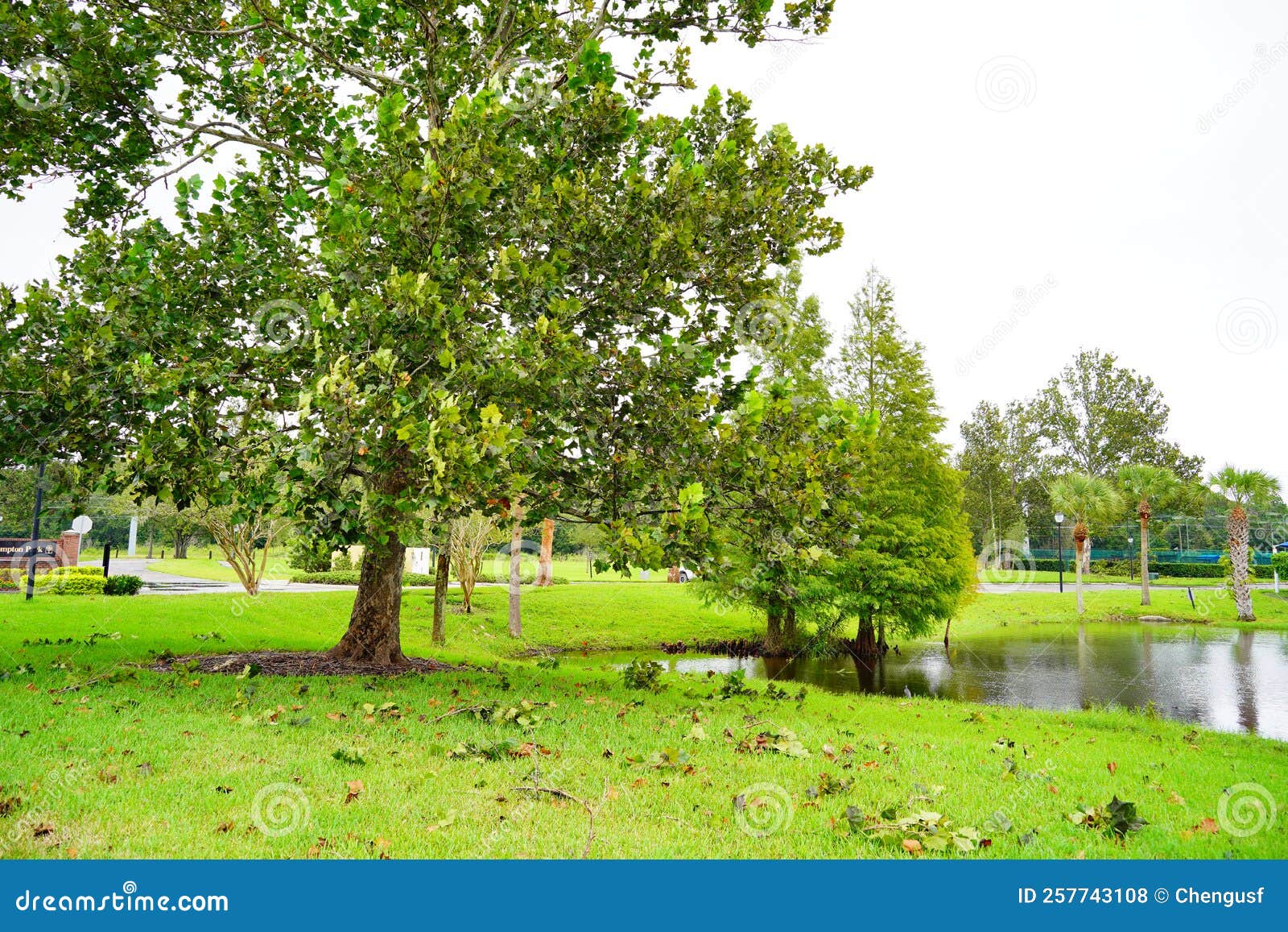 Fallen Tree Branch and Leaf on Road after Hurricane. Stock Photo ...