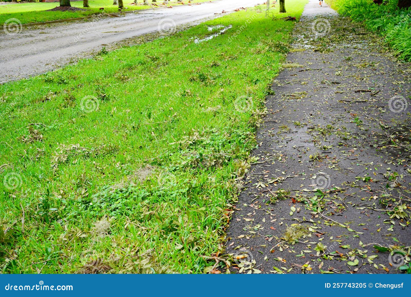 Fallen Tree Branch and Leaf on Road after Hurricane. Stock Image ...