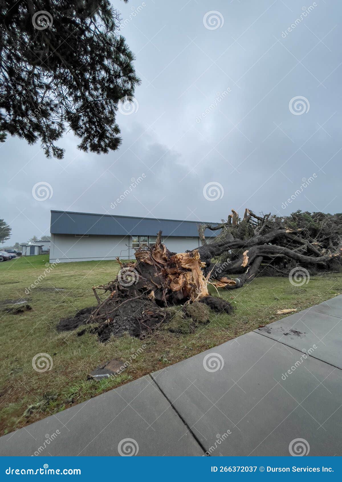 Hurricane Force Storm Damage Causes a Large Mature Tree To Be Broken ...
