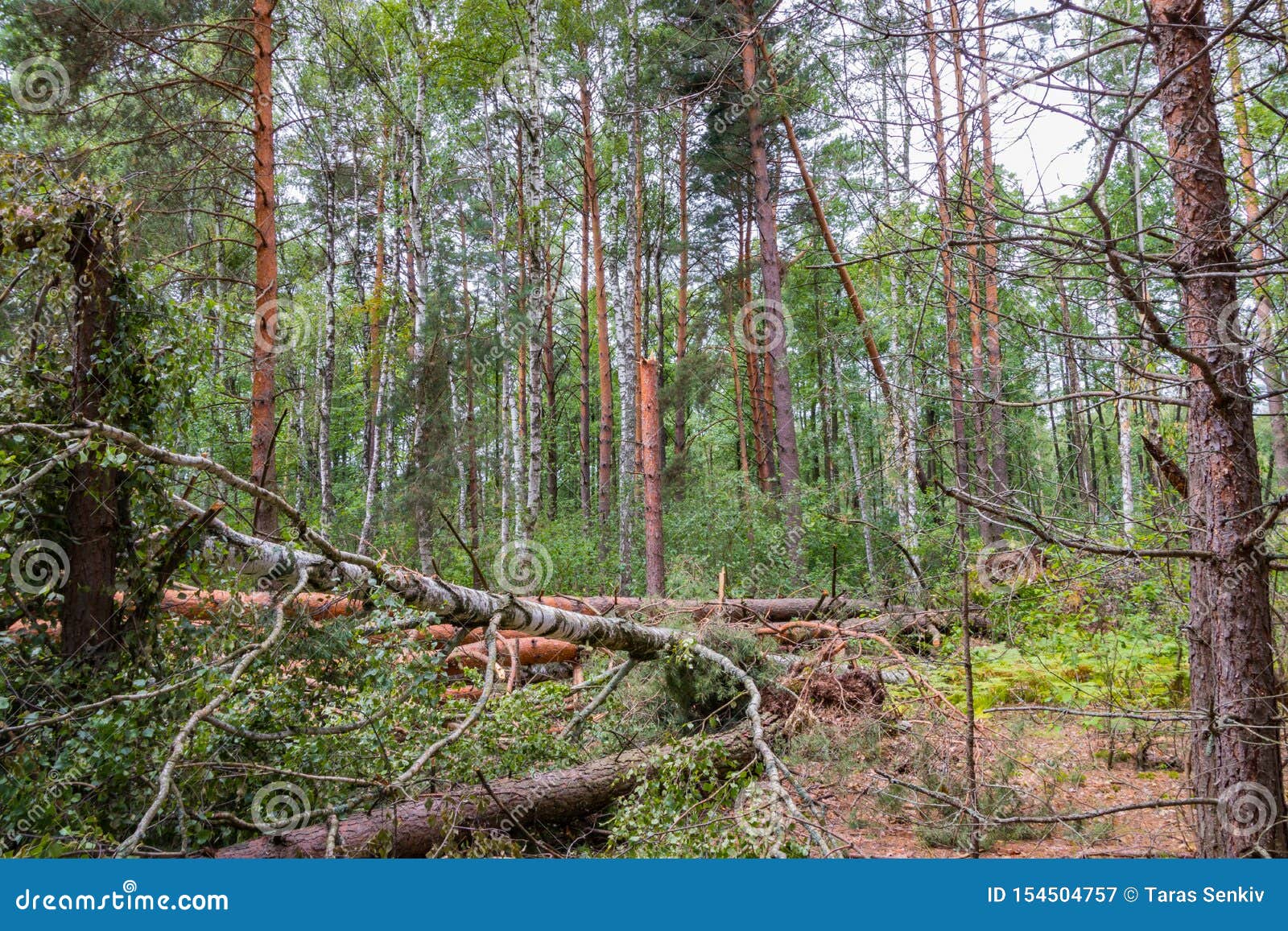 A Hurricane in the Forest Knocked Down Trees and they Fell Stock Image ...