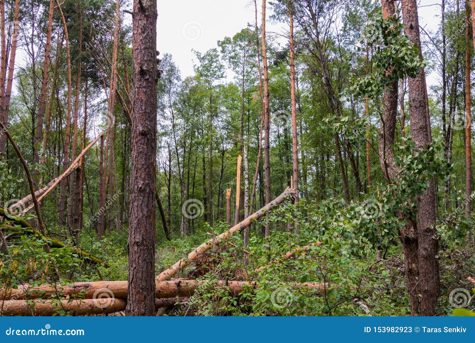 A Hurricane in the Forest Knocked Down Trees and they Fell Stock Image ...
