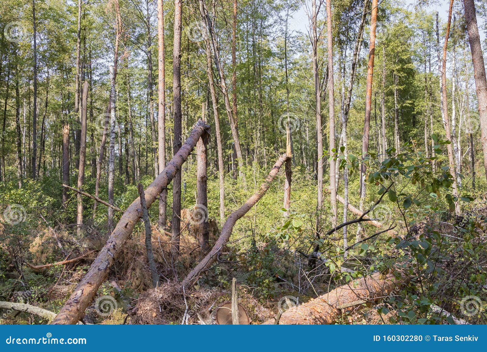 A Hurricane in the Forest Knocked Down Trees and they Fell Stock Photo ...