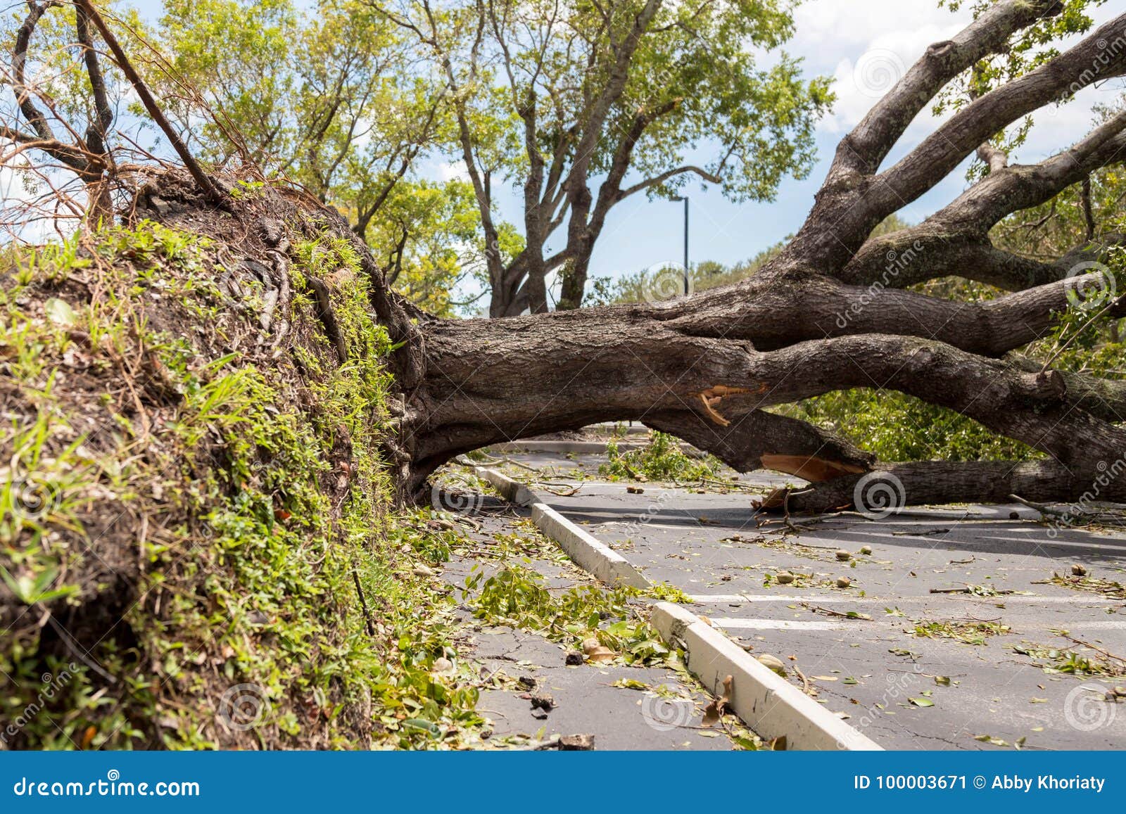 Hurricane Irma Downed Oak Tree Stock Image - Image of disaster, tornado ...