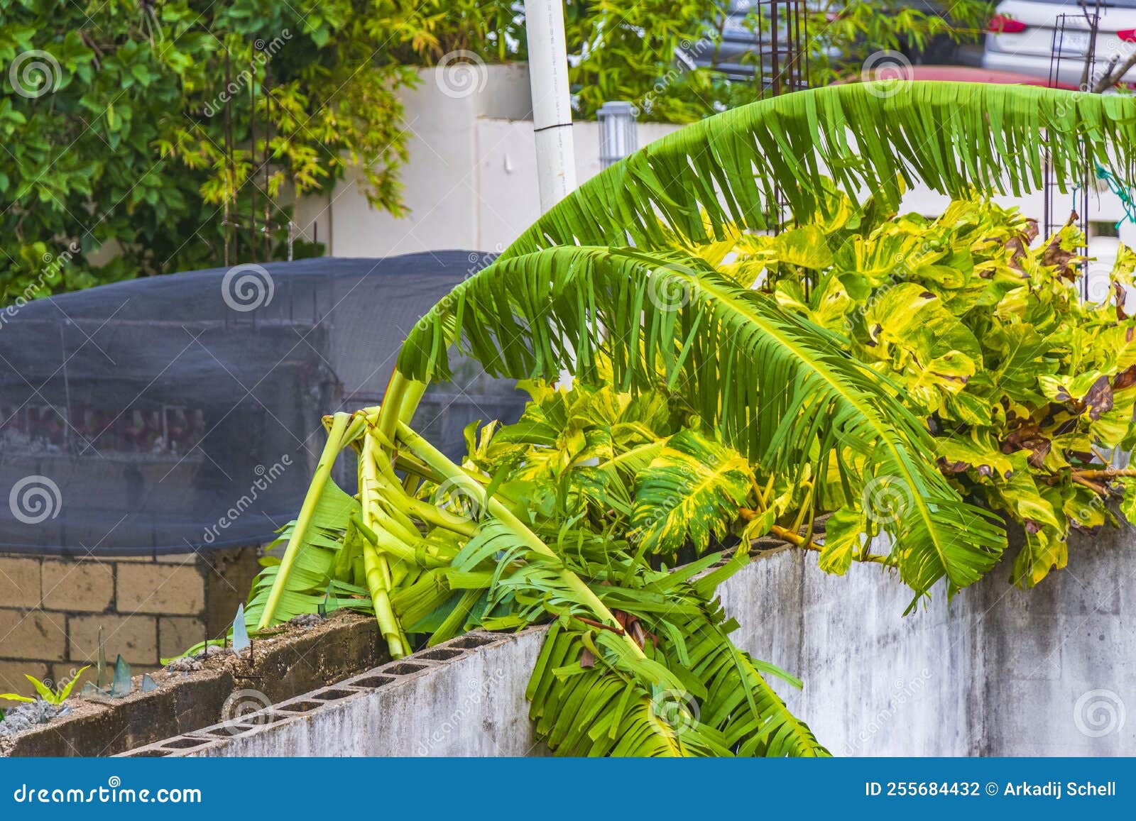 Hurricane 2021 Playa Del Carmen Mexico Extreme Wind Storm Thunderstorms ...