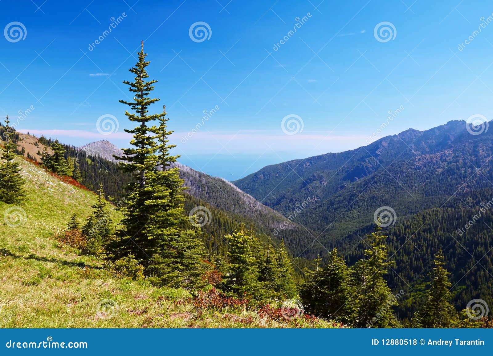 Hurricane Ridge stock photo. Image of flower, meadows - 12880518