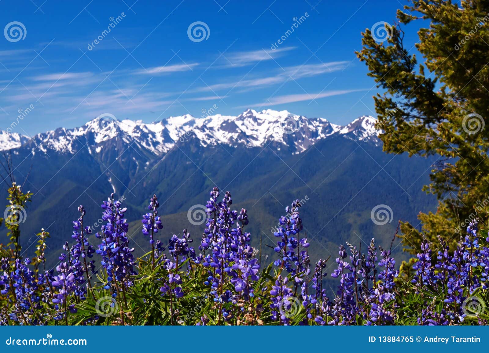 Hurricane Ridge stock image. Image of highlands, park - 13884765