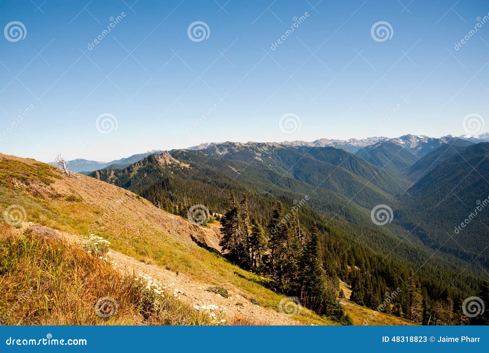 Hurricane Ridge stock image. Image of hillside, environment - 48318823