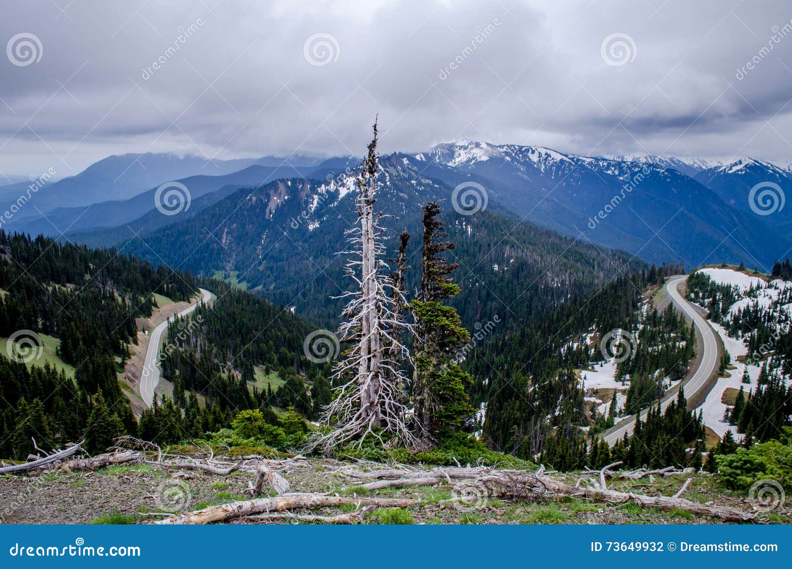 Hurricane Ridge Road, Olympic National Park Stock Photo - Image of ...