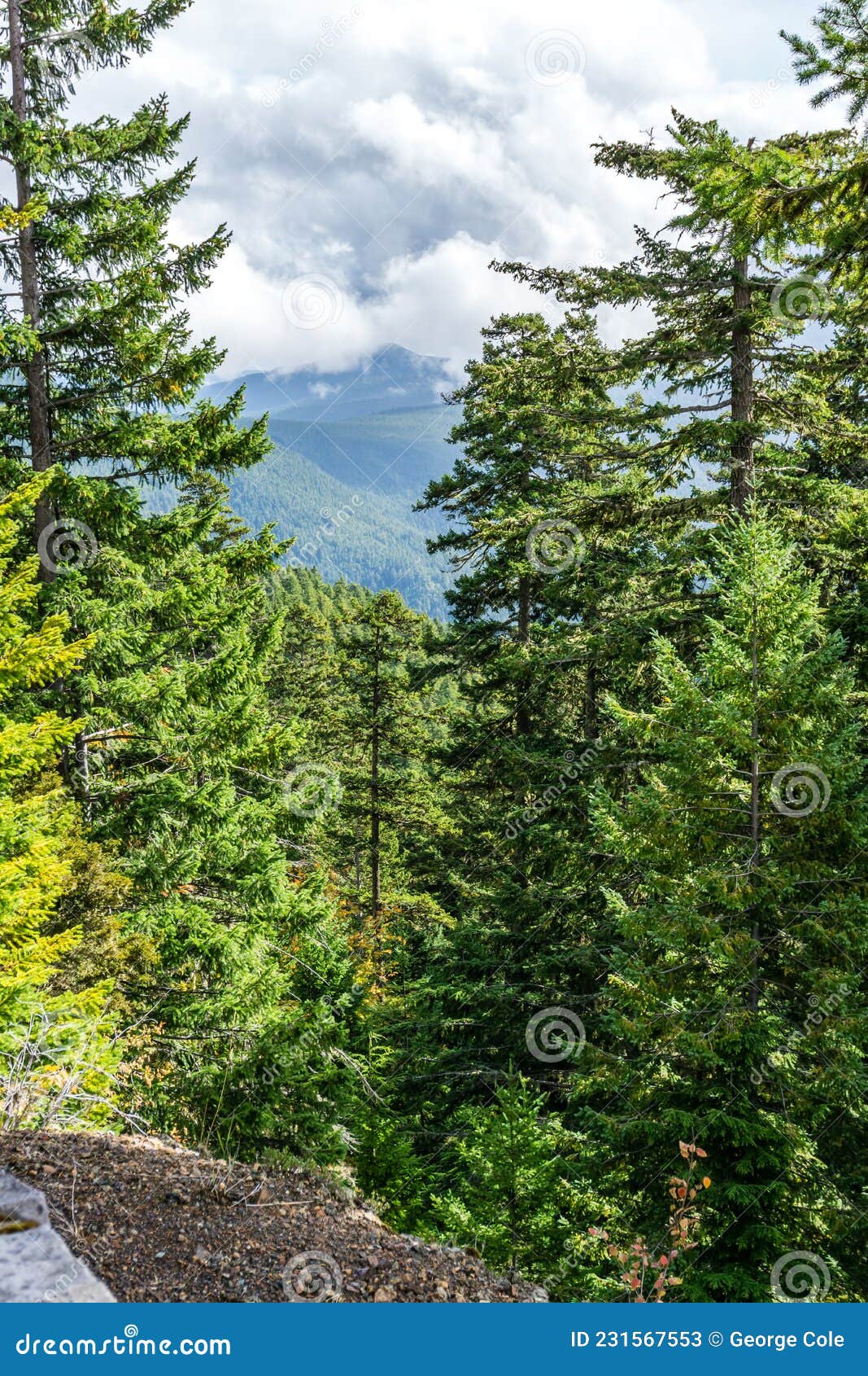 Hurricane Ridge Slope Trees 3 Stock Image - Image of ridge, outdoors ...