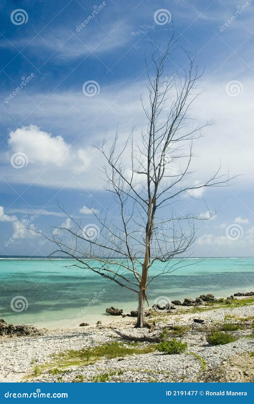 Hurricane Tree stock image. Image of hurricane, aruba - 2191477