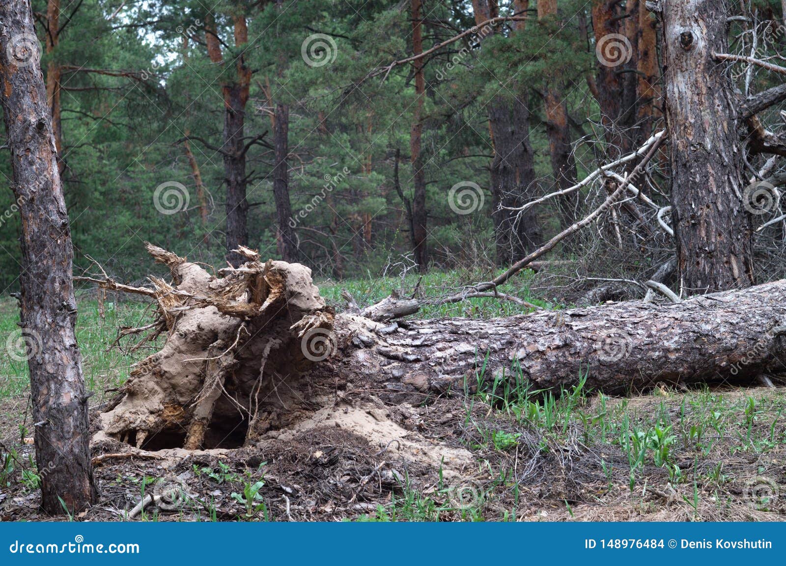 Hurricane Uprooted Tree in the Forest. Fallen Big Pine Stock Photo ...