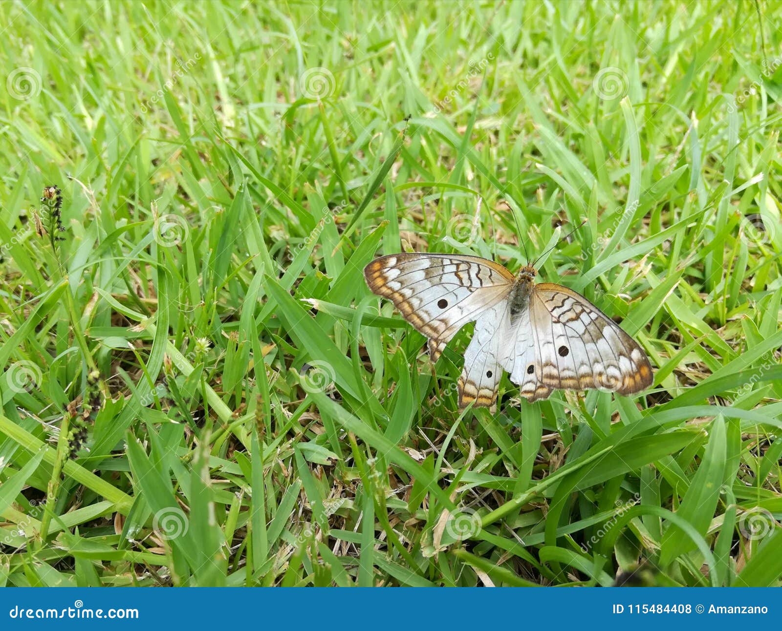 Hurt Butterfly stock photo. Image of flying, hurt, green - 115484408