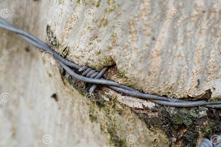Hurt tree stock image. Image of branch, hurt, rust, grow - 7103373