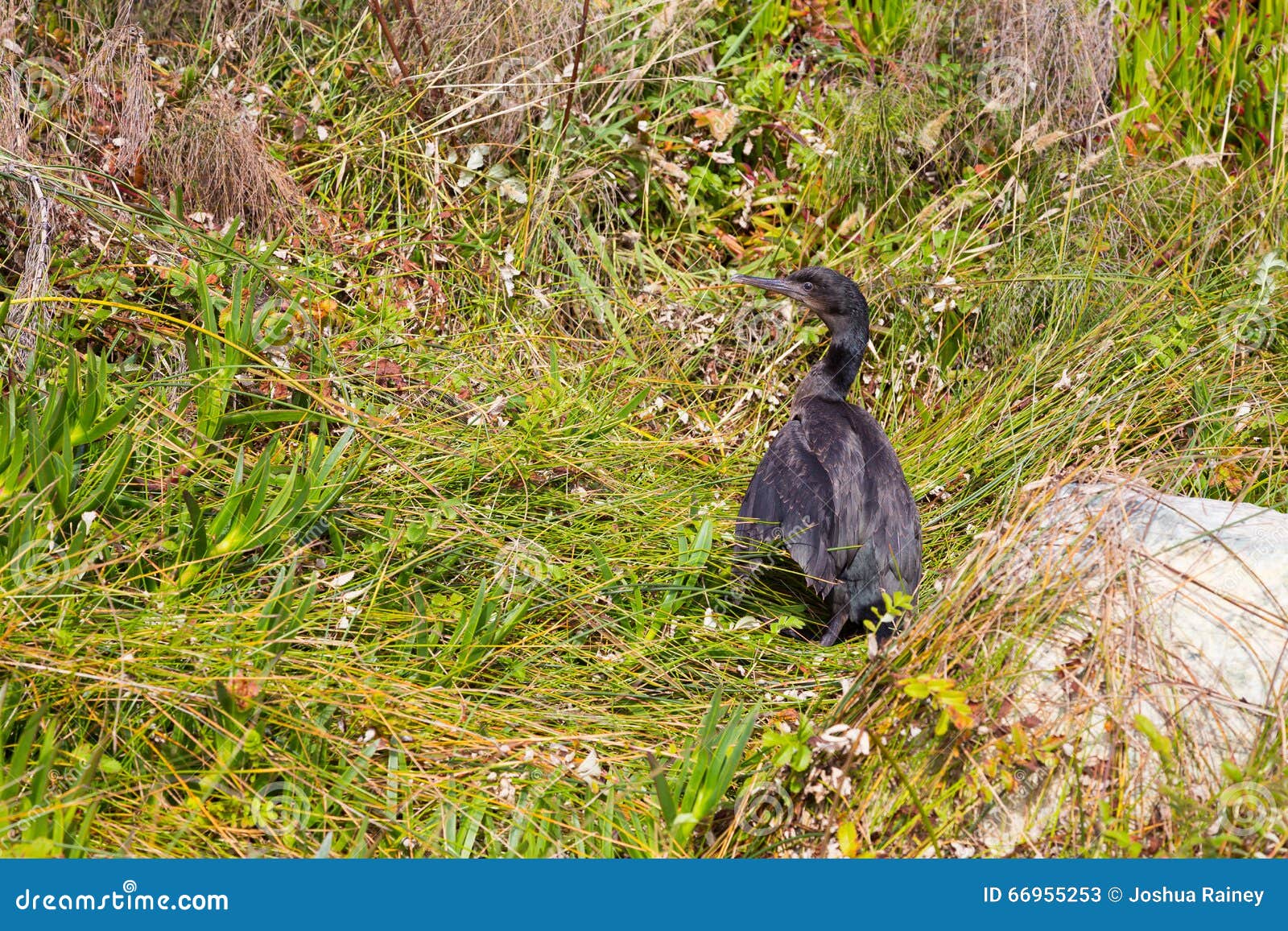 Hurt Waterfowl Bird in Grass Stock Image - Image of animal, broken ...