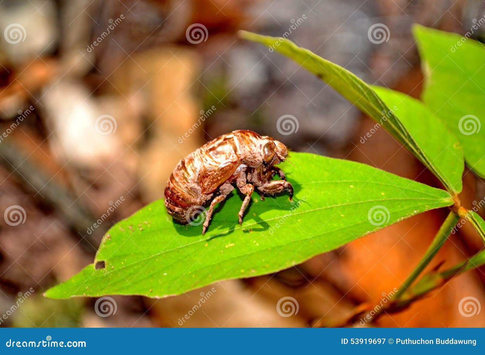 Cicada Husk Isolated On White Background Royalty-Free Stock Photo ...