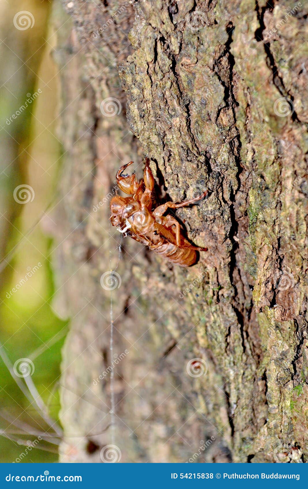 Husk of Cicada Husk of Cicada Husk of Cicada Stock Photo - Image of ...