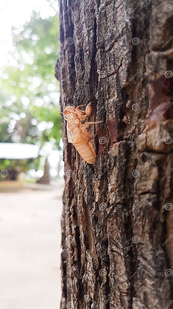 Husk of cicada on tree stock image. Image of cycle, dead - 115524535