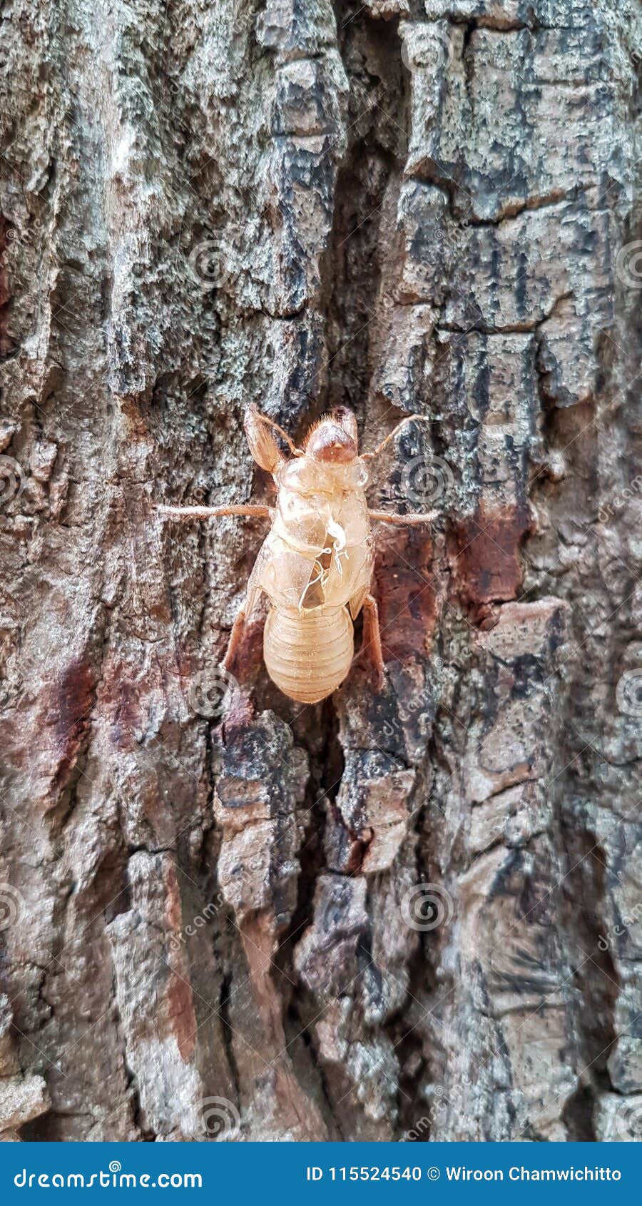 Husk of cicada on tree stock photo. Image of macro, pupa - 115524540