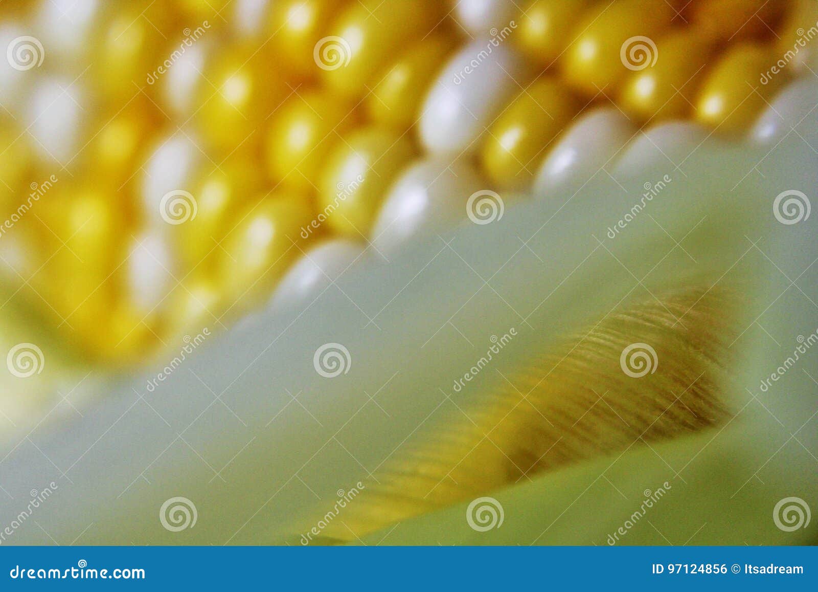 Husk and kernel of corn stock photo. Image of nature - 97124856
