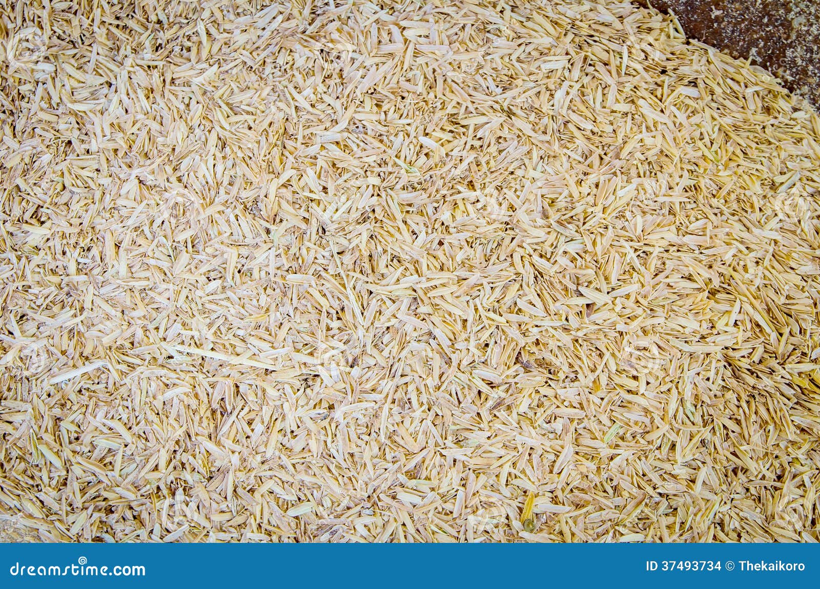Husk of rice stock photo. Image of husk, multiple, field - 37493734