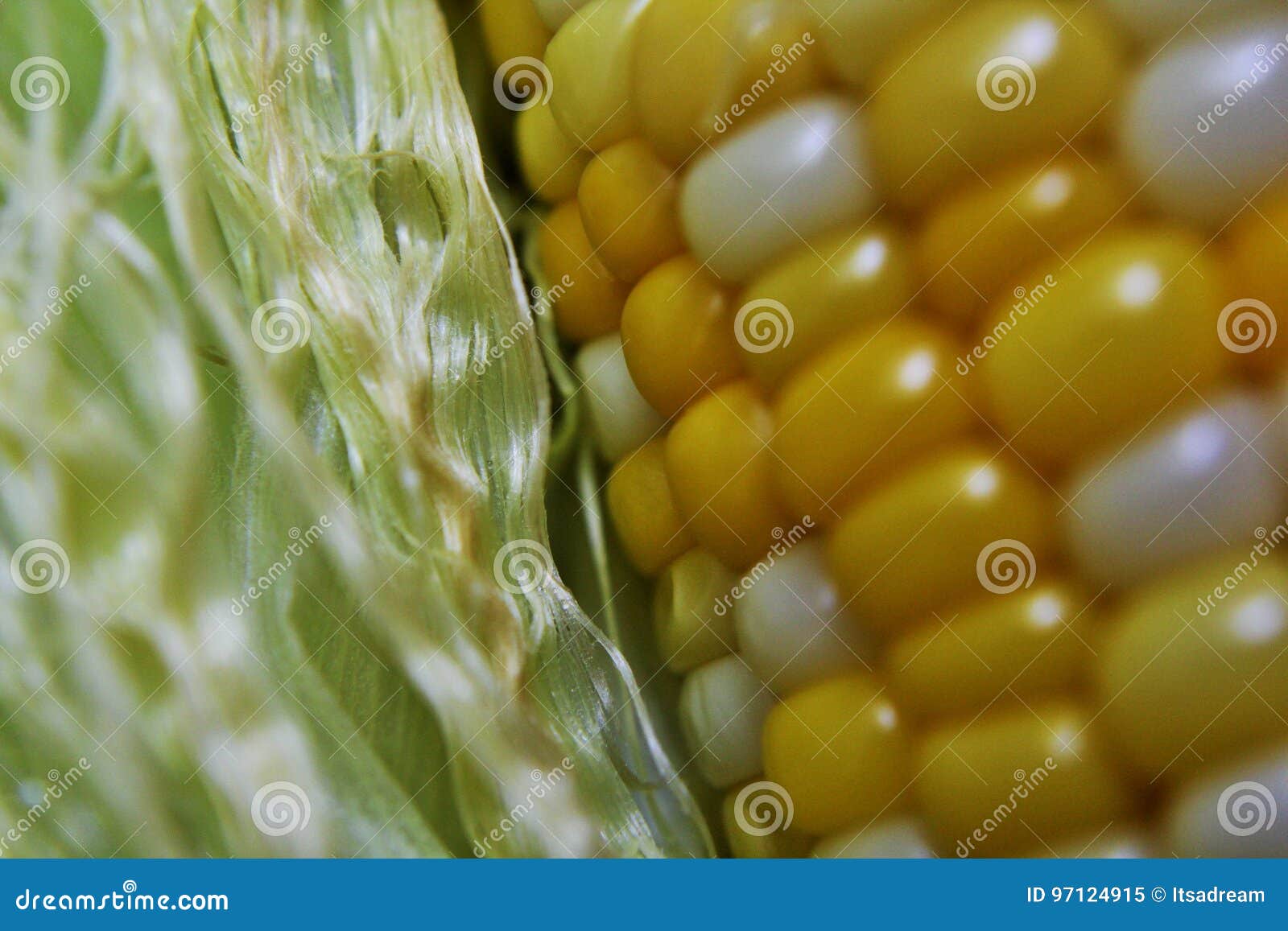 Husk, Silk and Kernel of Corn Stock Image - Image of kernel, silk: 97124915