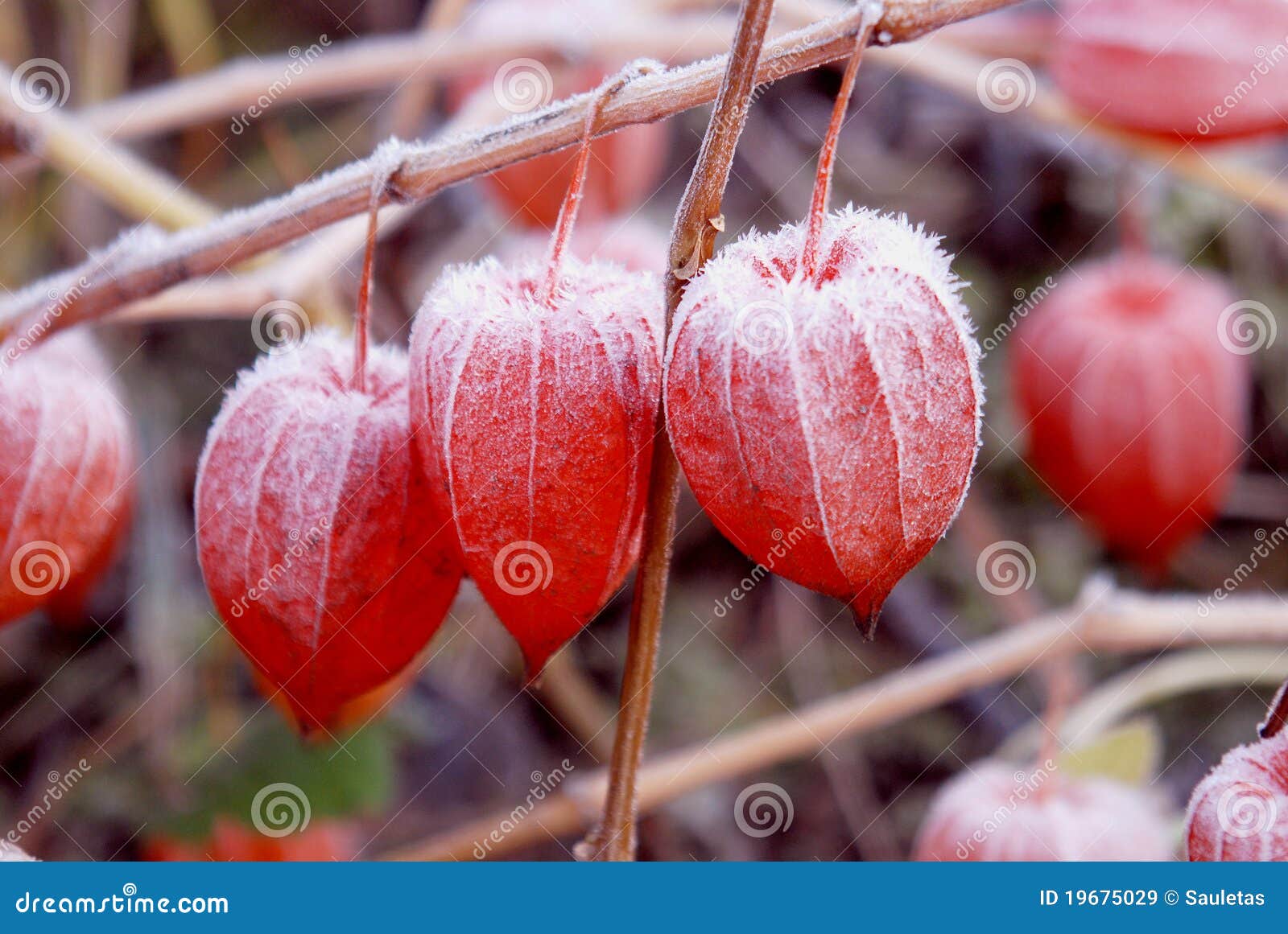 Husk Tomato Fruits Covered with Snow. Stock Image - Image of closeup ...