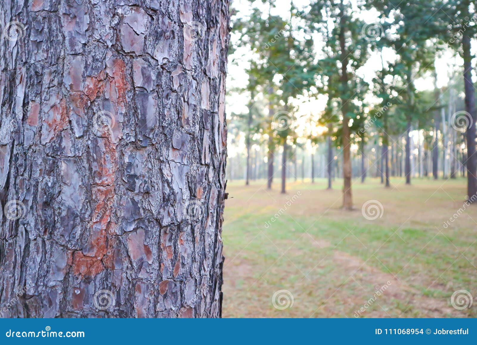 Husk Tree or Tree Bark or Pine Tree Stock Photo - Image of tree, trunk ...