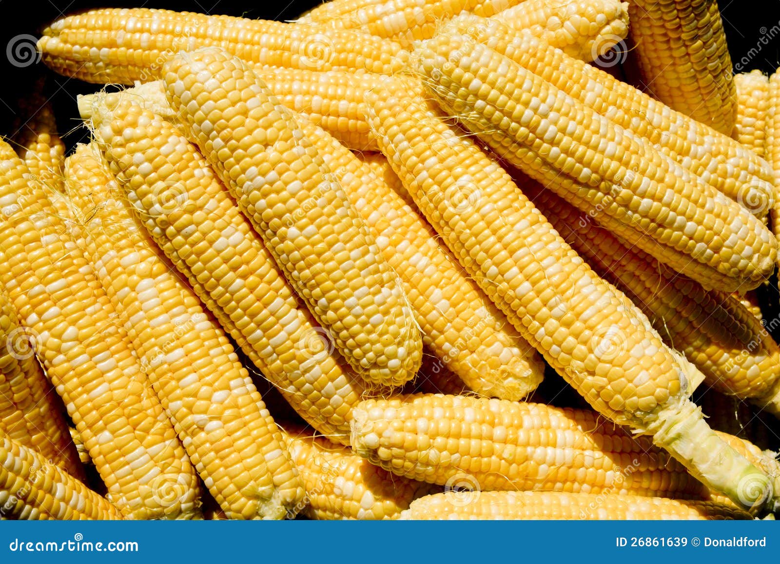 Husked Corn stock image. Image of yellow, eating, vegtable - 26861639