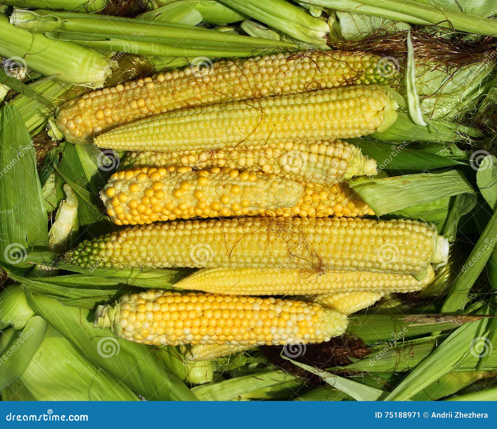 Husked corn stock image. Image of maize, organic, crop - 75188971