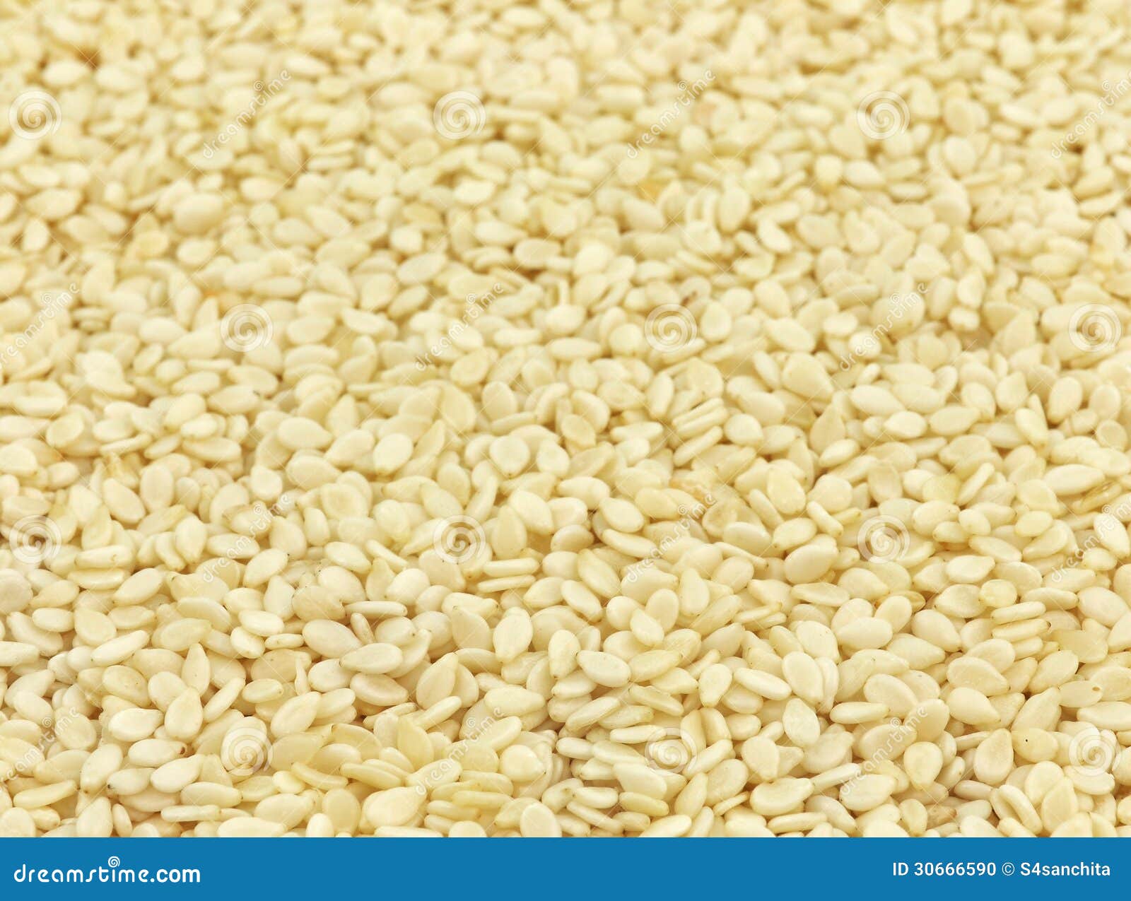 Husked sesame seeds stock photo. Image of condiment, nutrition - 30666590