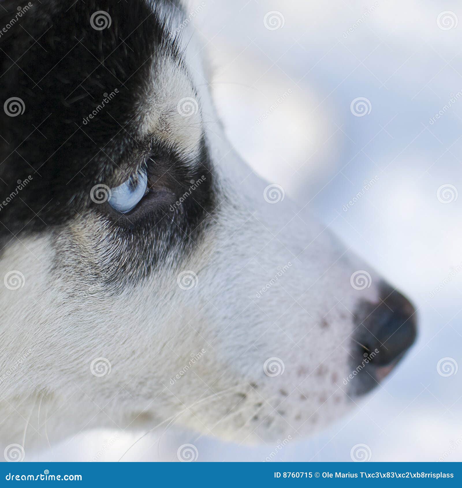 Huskey stock image. Image of winter, snout, cold, animal - 8760715