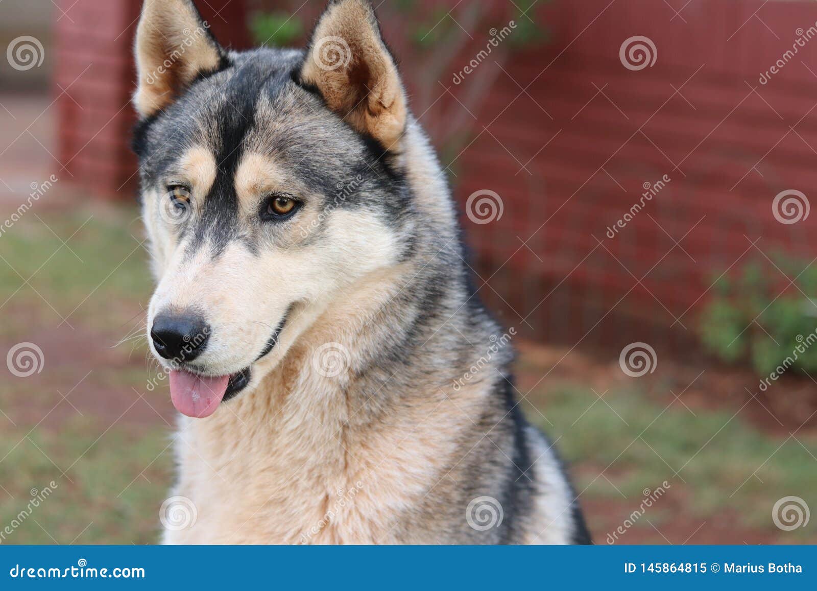 Huskey Dog Thinking stock image. Image of intelligent - 145864815