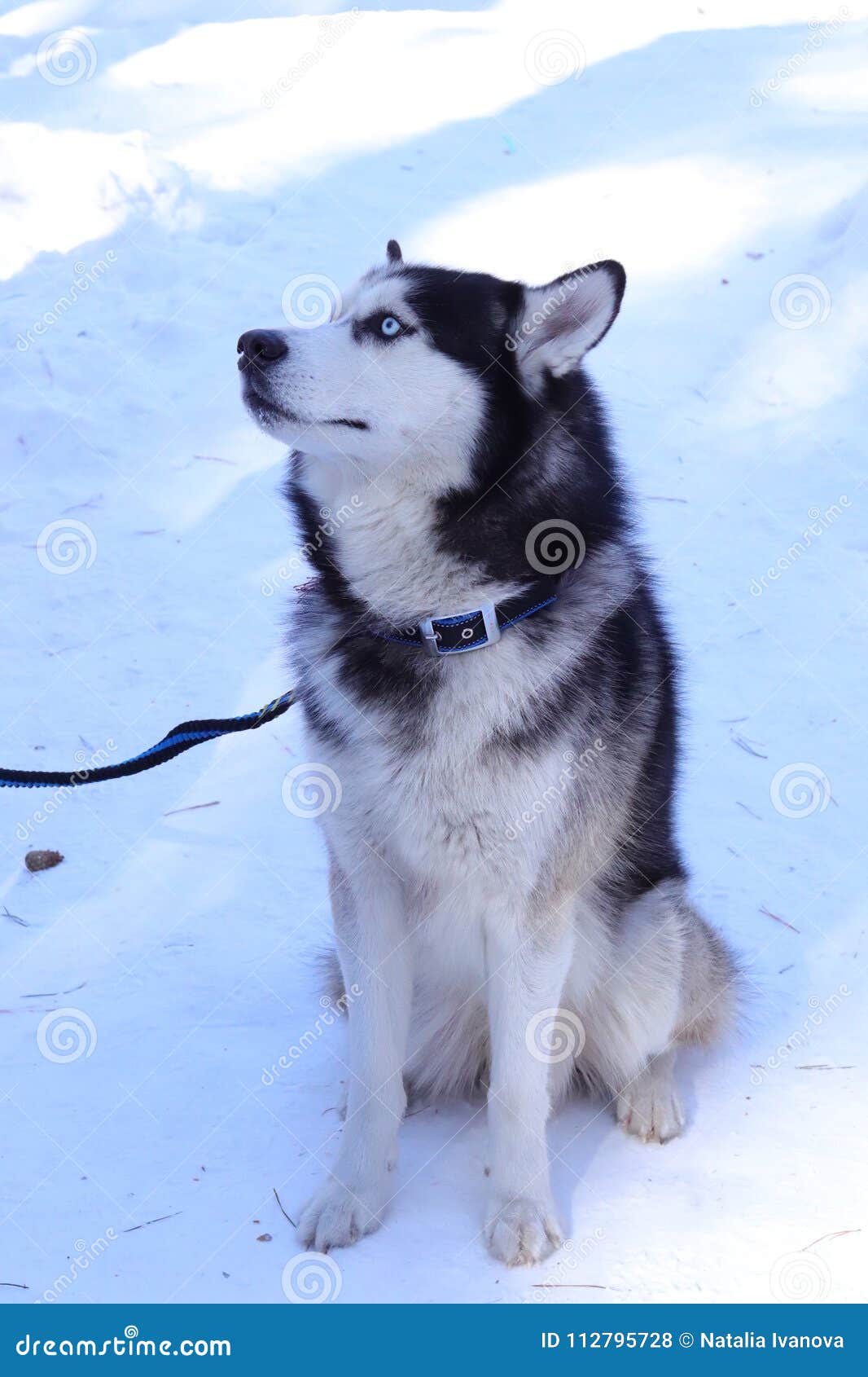 Huski stock foto. Image of dier, hond, siberië, nave - 112795728