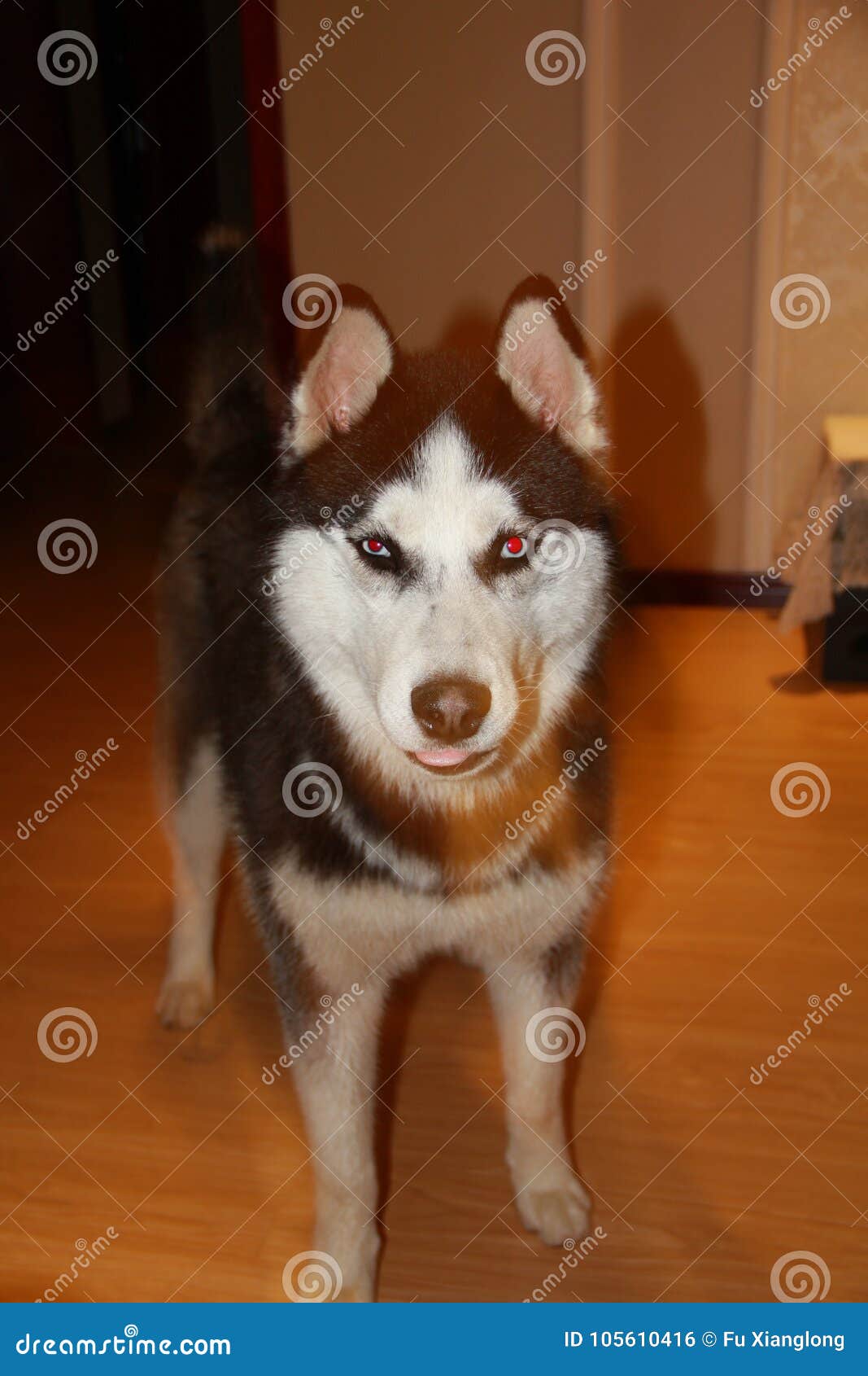 Huskie zdjęcie stock. Obraz złożonej z śmieszny, pies - 105610416