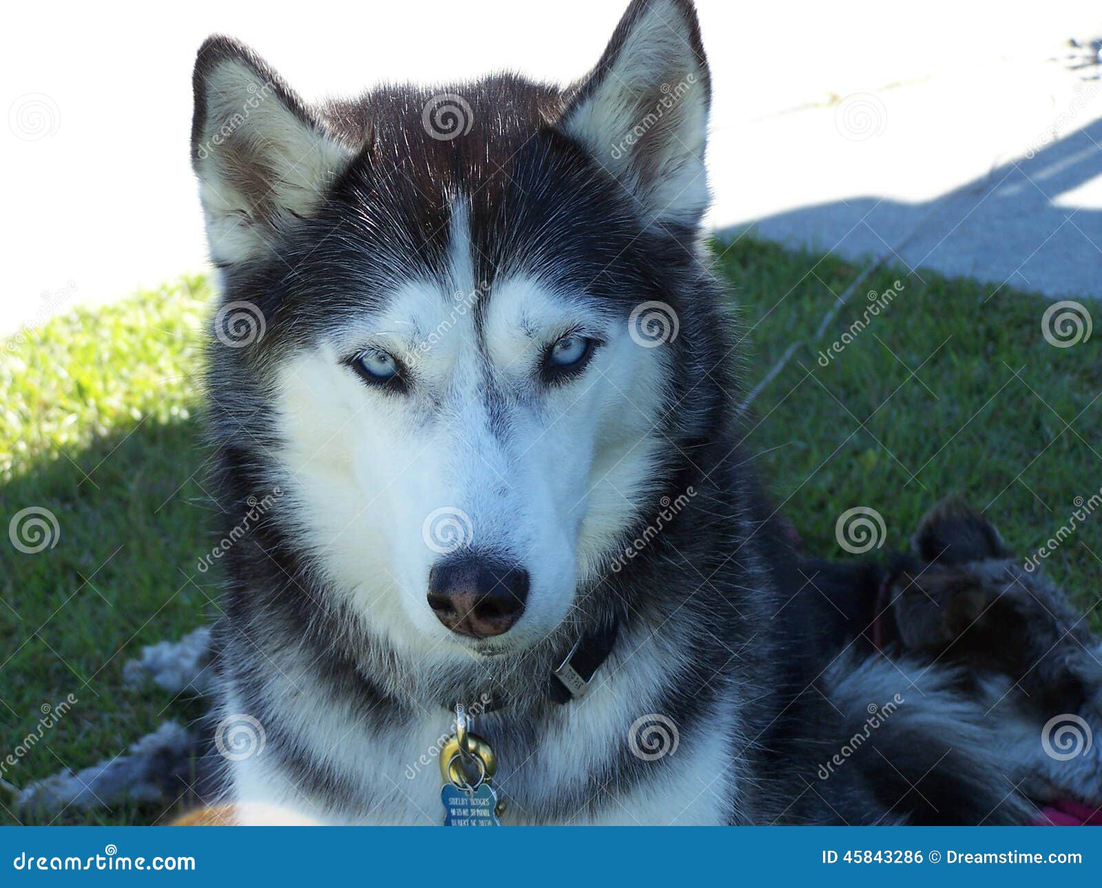 Huskie stockfoto. Bild von familie, heiser, haustier - 45843286