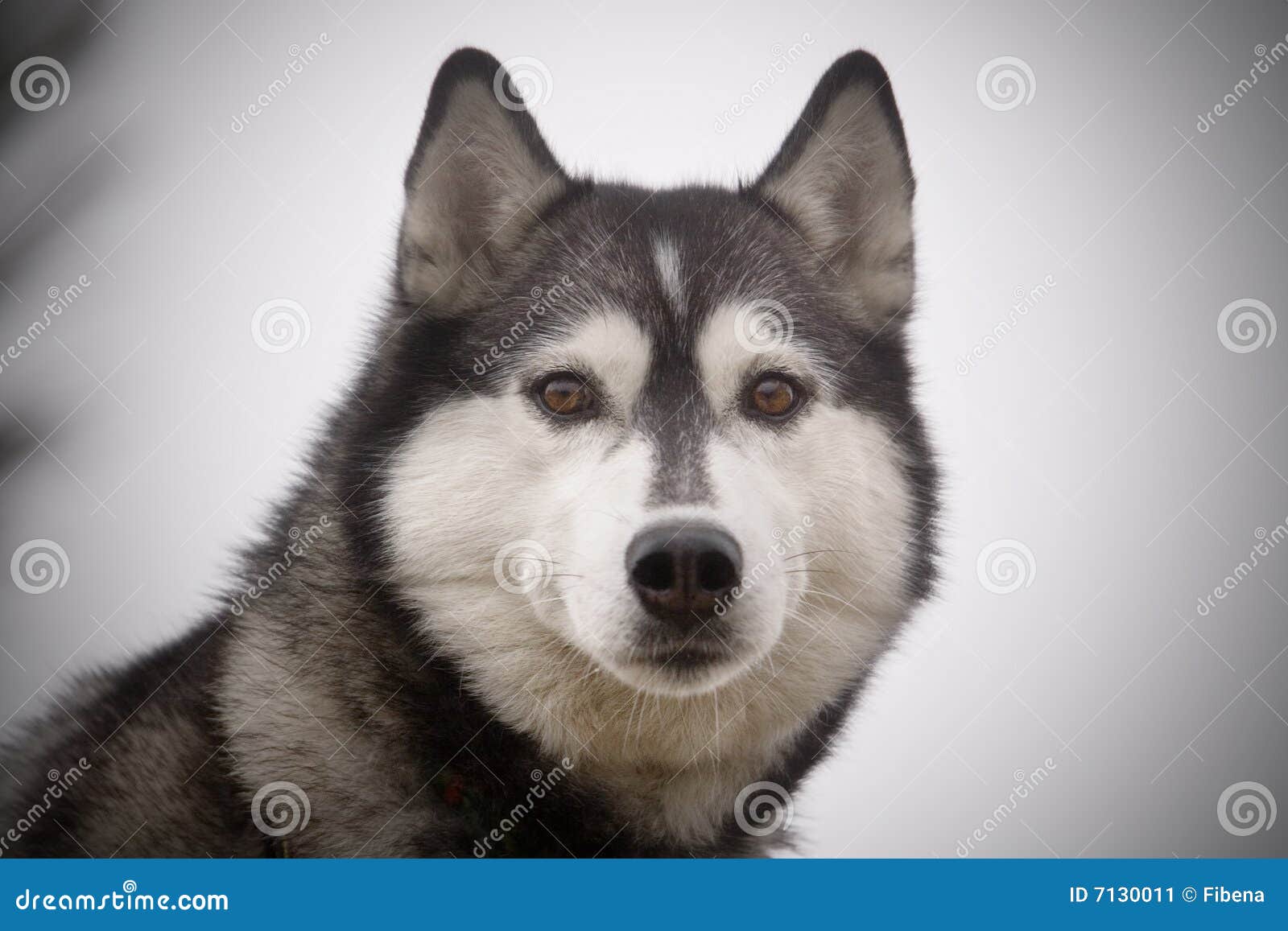 Huskie stock image. Image of hound, portrait, husky, head - 7130011