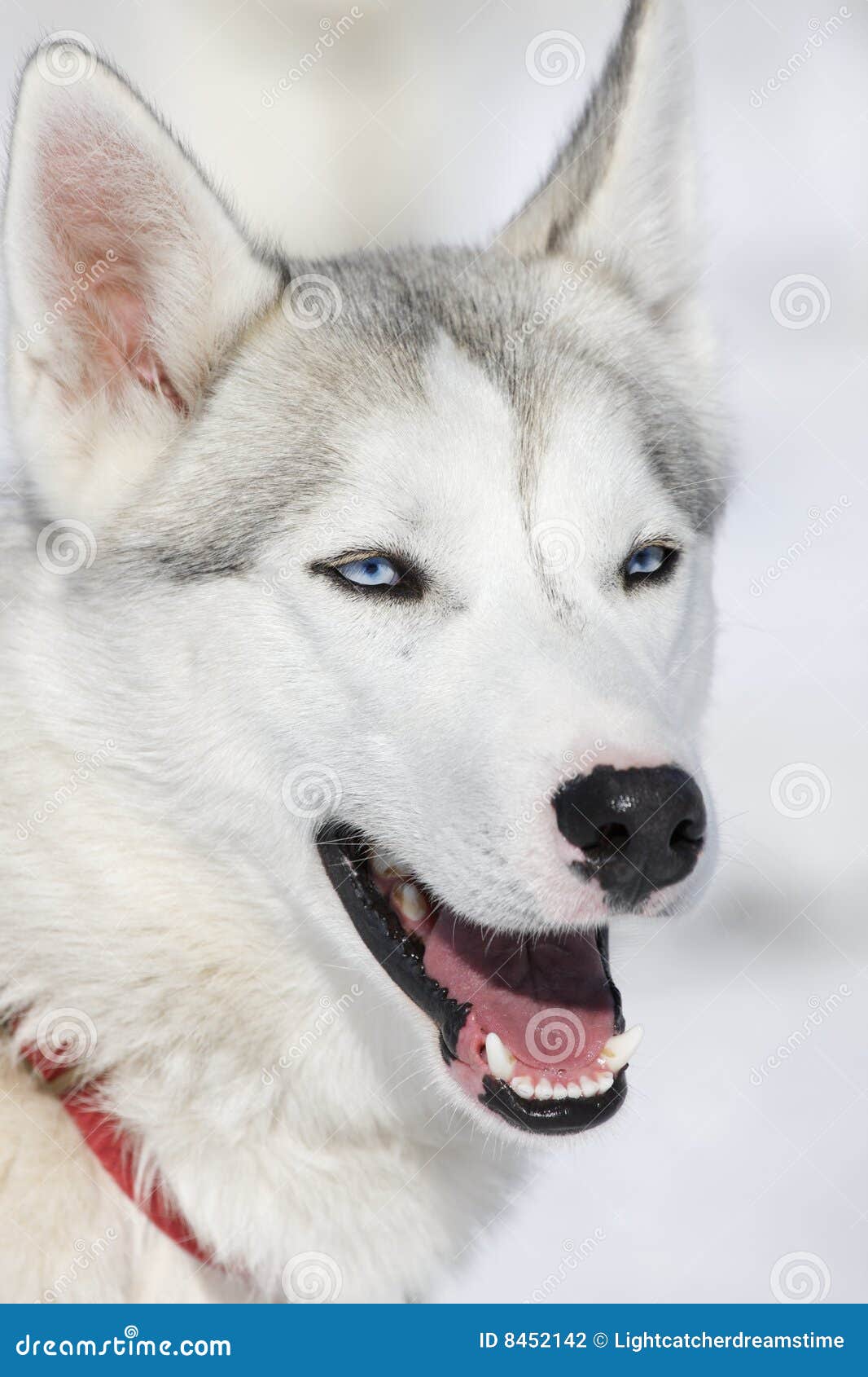 Huskie face stock photo. Image of husky, breed, tongue - 8452142