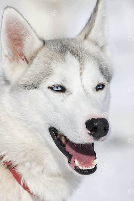 Huskie face stock photo. Image of husky, breed, tongue - 8452142