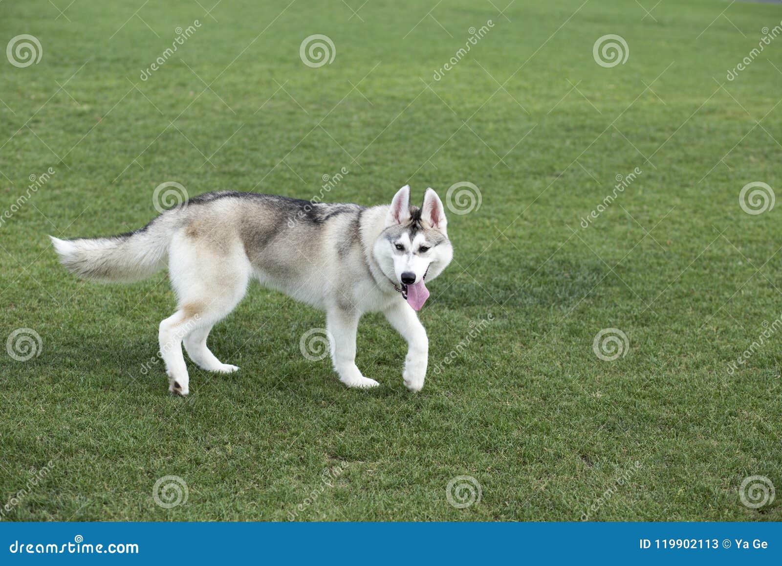 Huskies imagen de archivo. Imagen de perro, canino, mascotas - 119902113