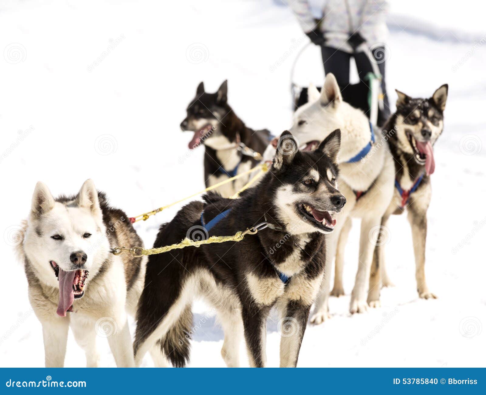 Huskies Running in a Team in the Spring Stock Photo - Image of animal ...