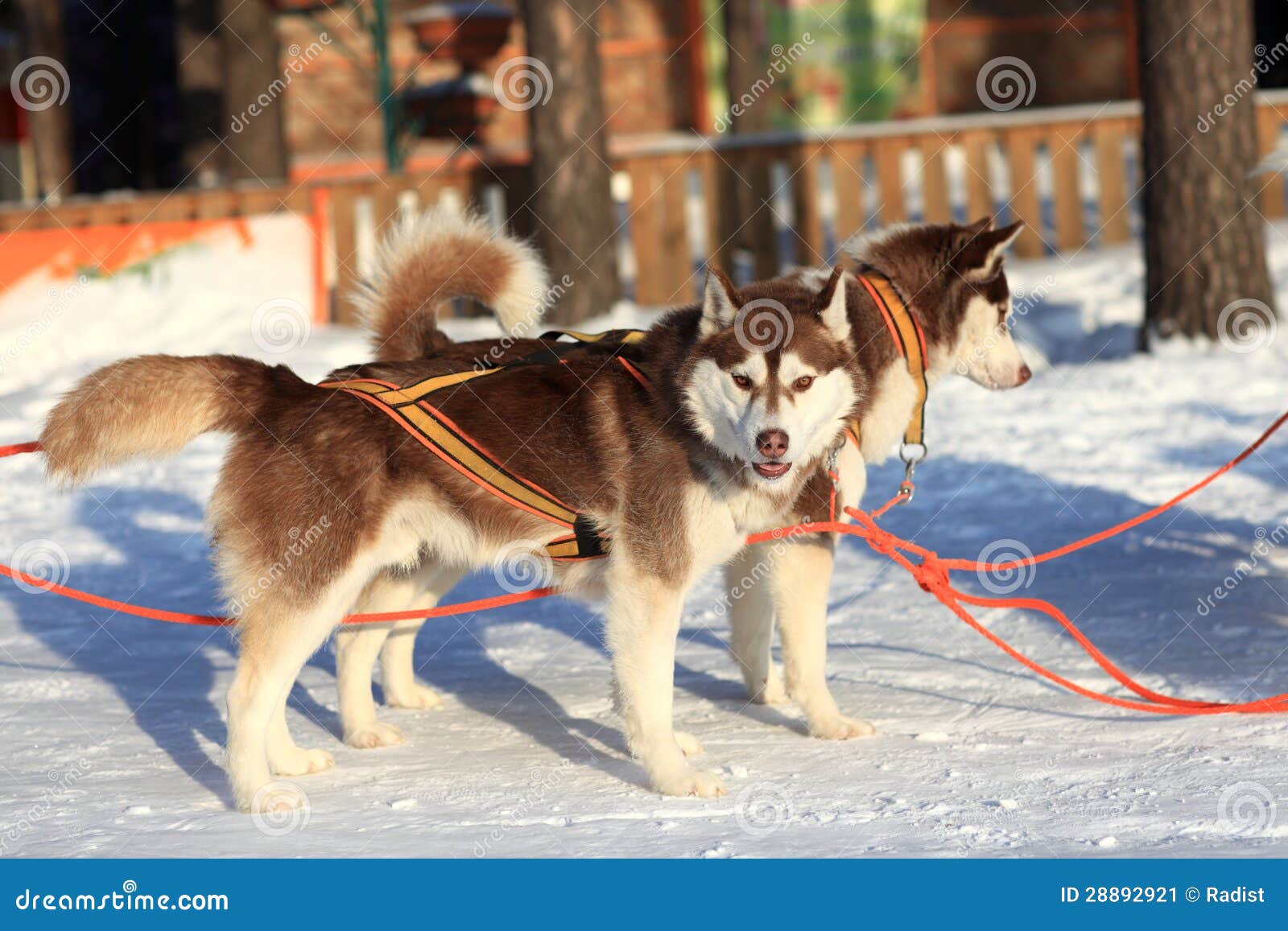 Huskies on snow stock image. Image of cold, natural, beauty - 28892921