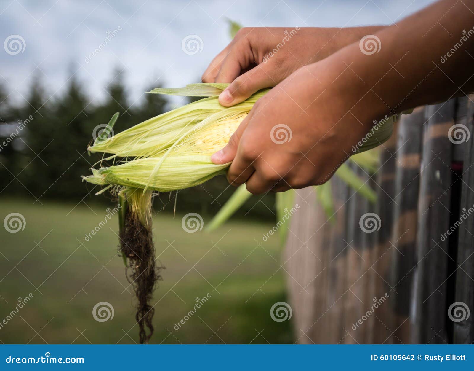 Husking corn stock photo. Image of organic, hands, maize - 60105642