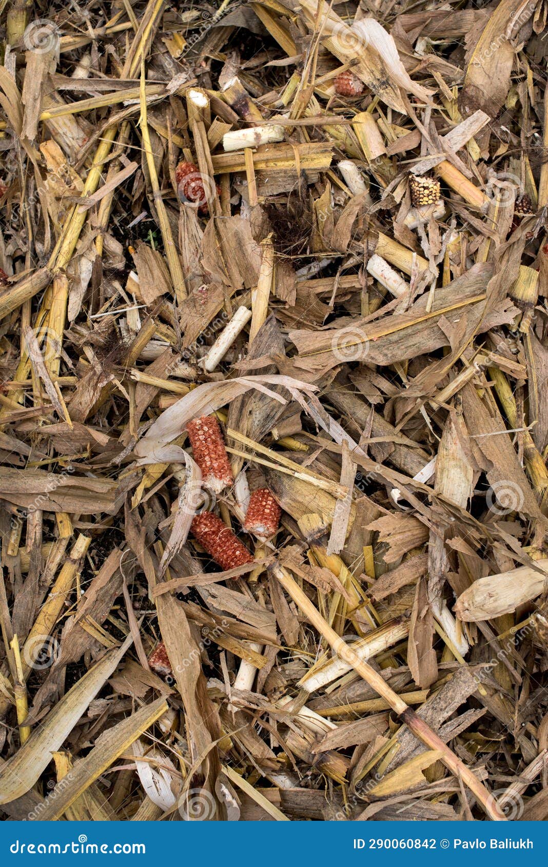 Husks Corn Background Stock Photography | CartoonDealer.com #78512006