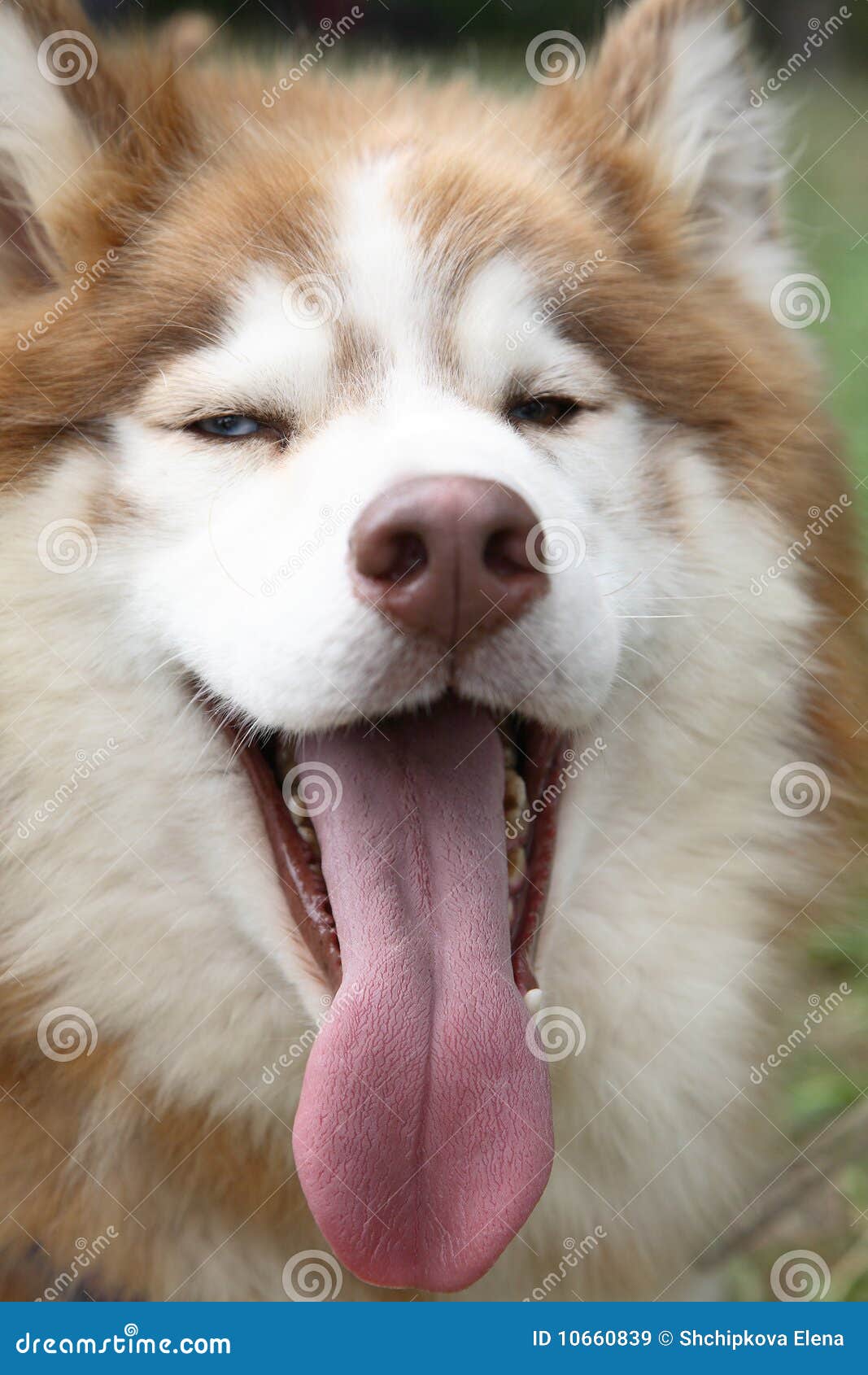 Husky stock image. Image of breed, husky, mammal, teeth - 10660839