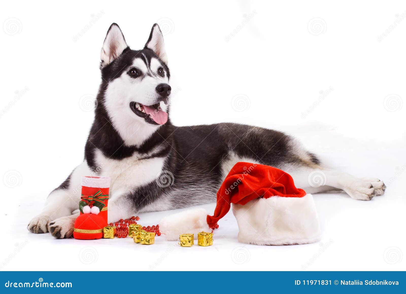 Husky stock image. Image of domestic, celebration, canine - 11971831