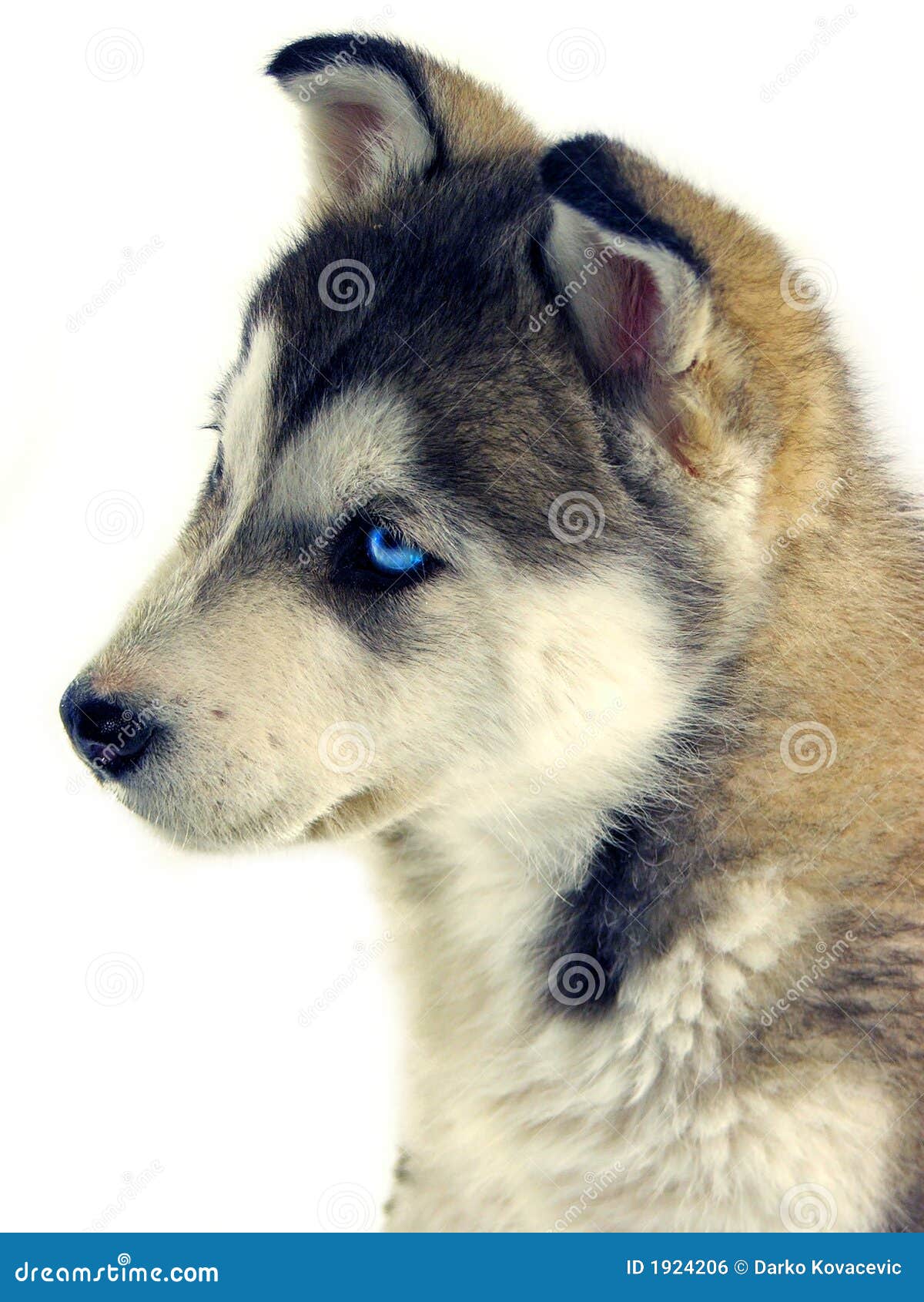 Husky stock photo. Image of beautiful, blue, siberian - 1924206