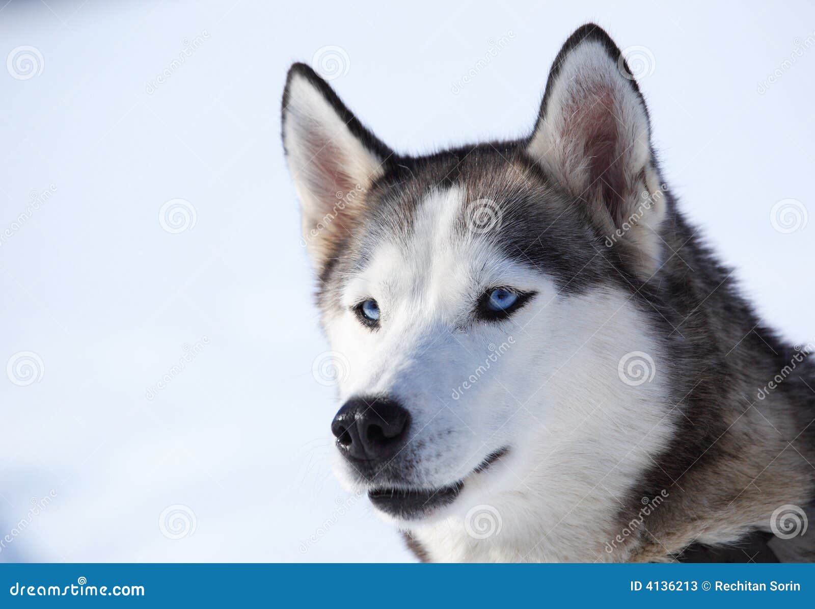 Husky stock image. Image of husky, look, mammals, fangs - 4136213
