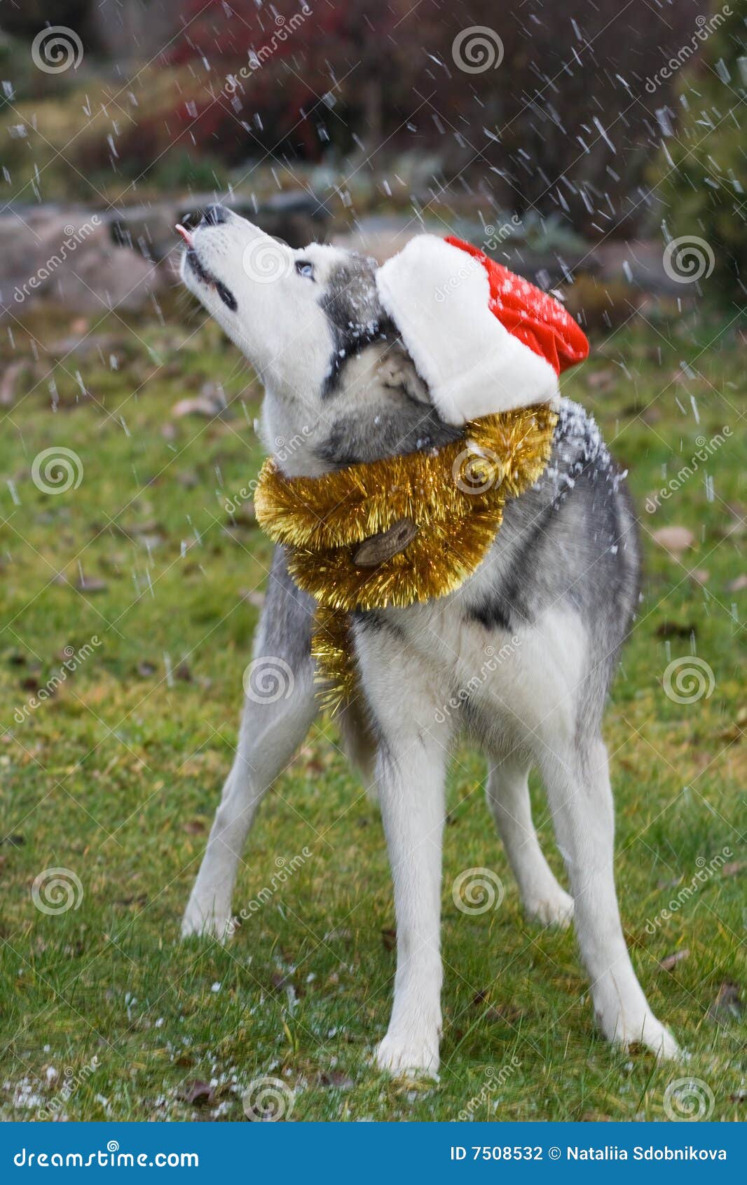 Husky stock photo. Image of celebration, merry, companion - 7508532