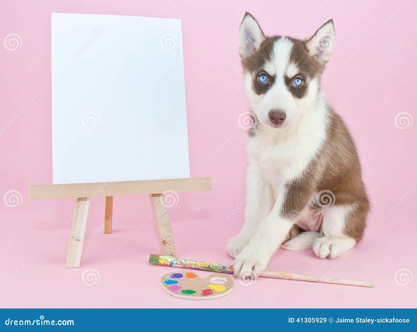Husky Artist imagen de archivo. Imagen de pintado, adorable - 41305929